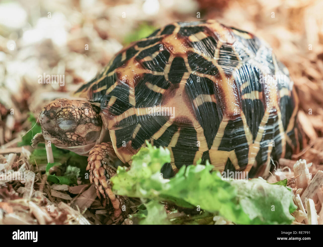 portrait of a young tortoise while resting with eyes closed Stock Photo ...