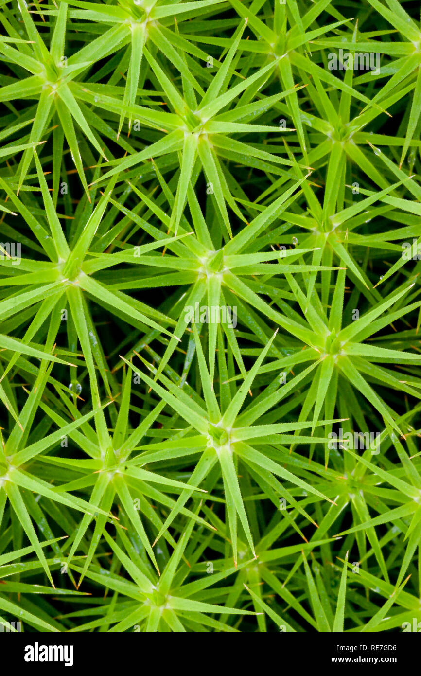 Star moss hi-res stock photography and images - Alamy