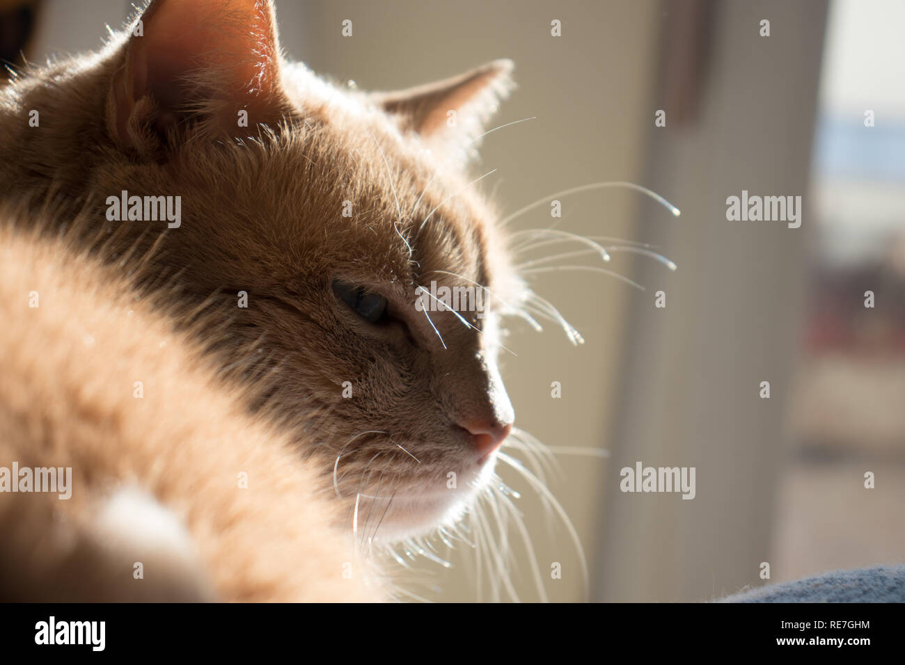 Yellow cat under sunlight Stock Photo - Alamy