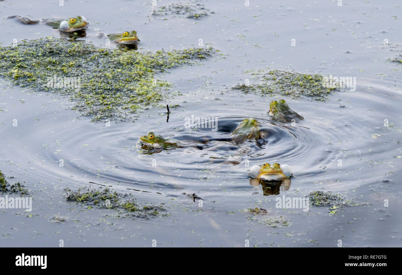 Marsh frogs Rana ridibunda croaking wth inflated cheek pouches at ...