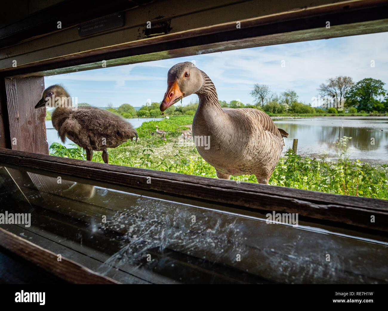 Bird tables hi-res stock photography and images - Alamy