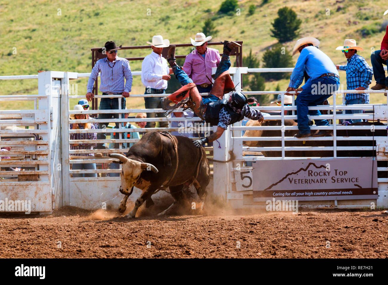 Cowboys and cowgirls complete in events including bull riding hi-res ...