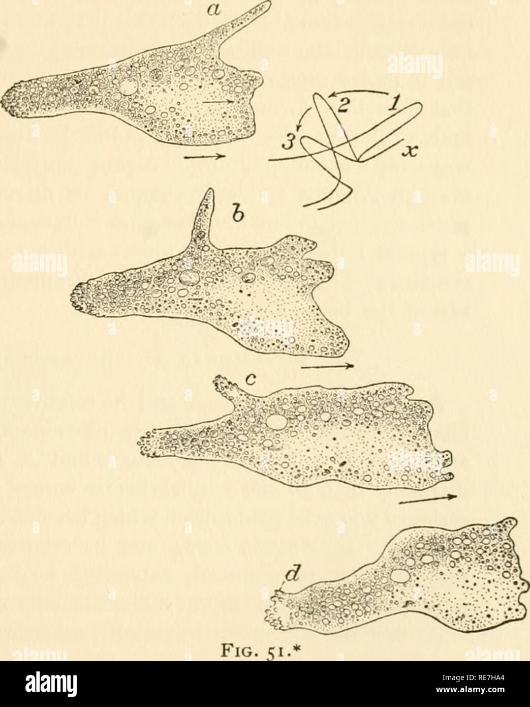 Pseudopodium High Resolution Stock Photography and Images - Alamy