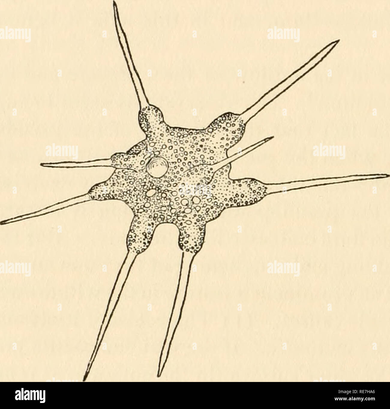 Pseudopodium hi-res stock photography and images - Alamy