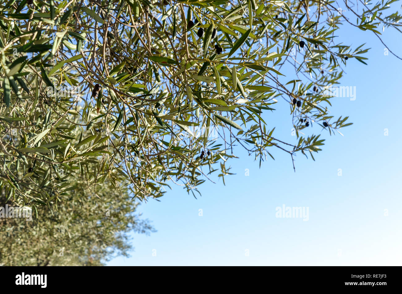 Jerusalem tree hi-res stock photography and images - Alamy
