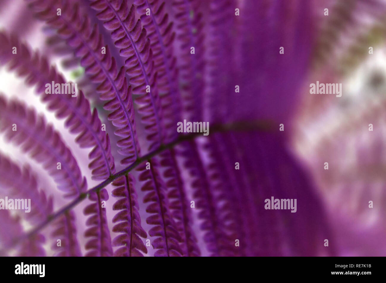 Purple fern hi-res stock photography and images - Alamy