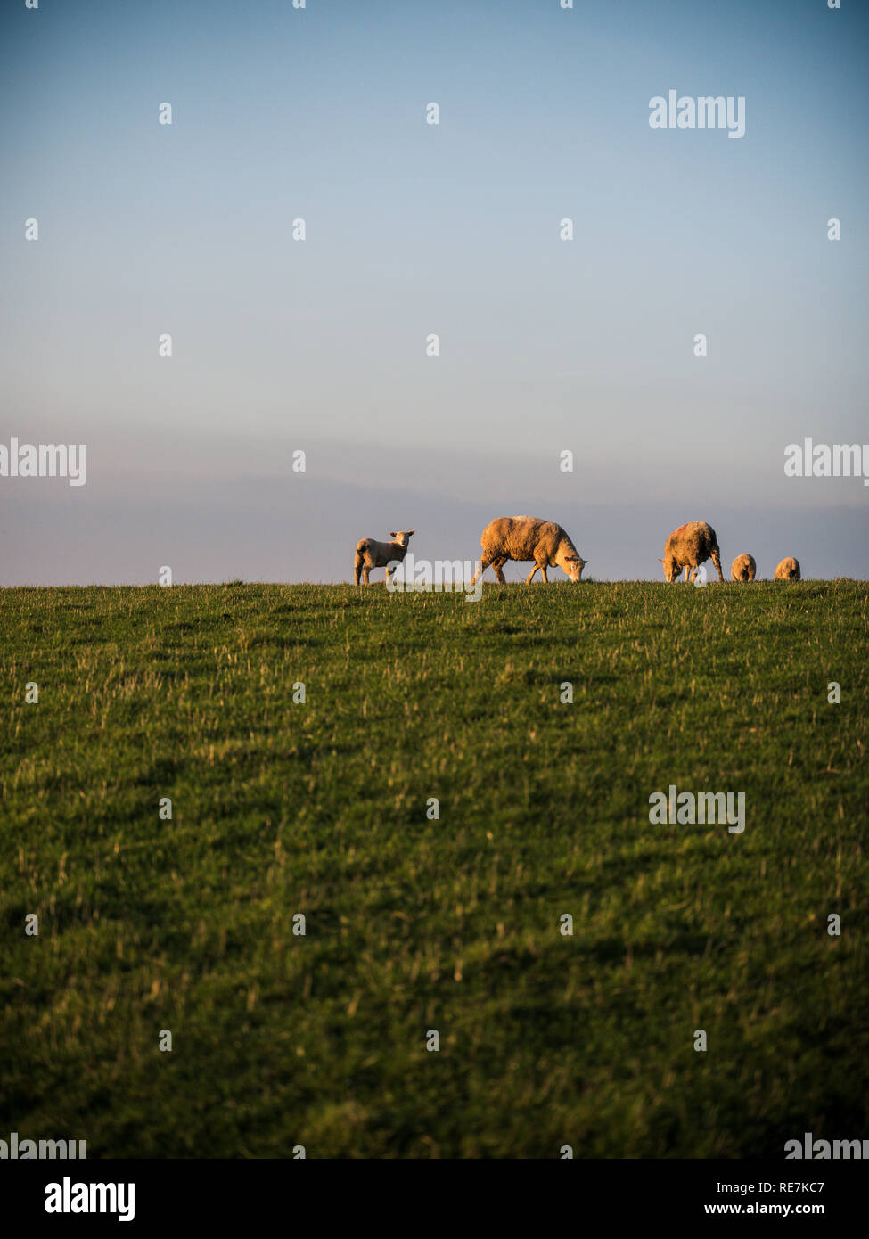 Field headland hi-res stock photography and images - Alamy