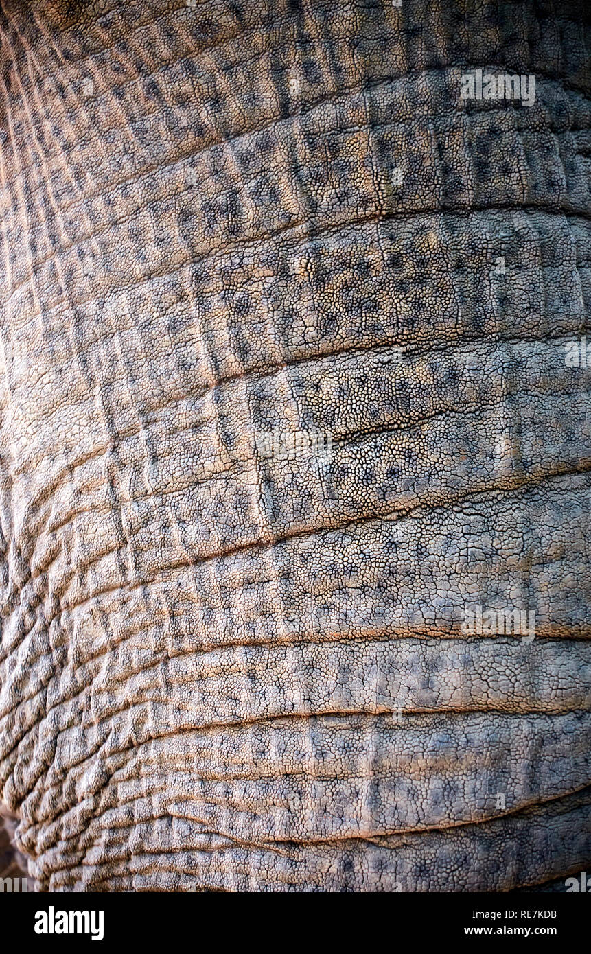 trunk of elephant with rough skin close-up Stock Photo - Alamy