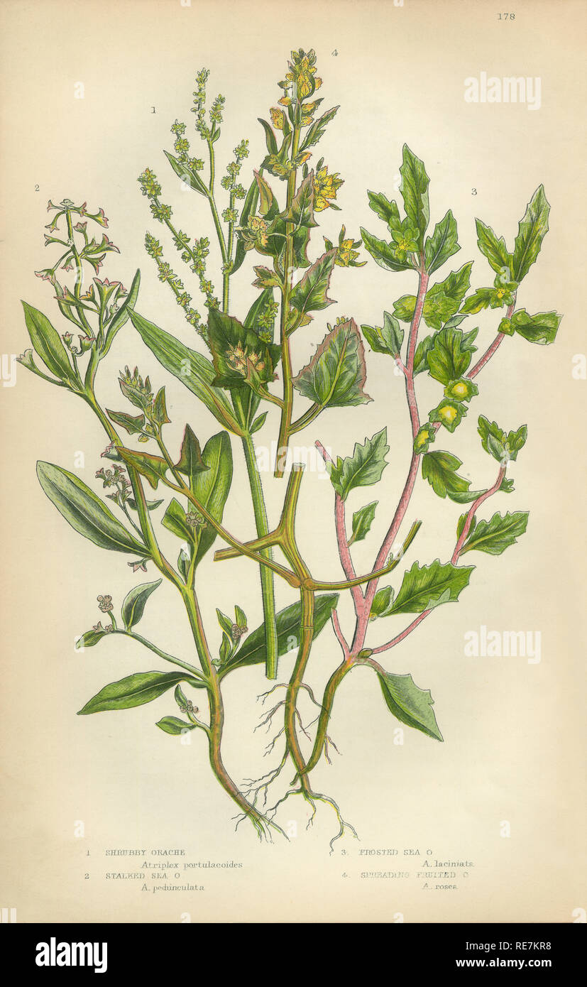 Antique Hand-Colored English Victorian Botanical Illustration, Circa ...