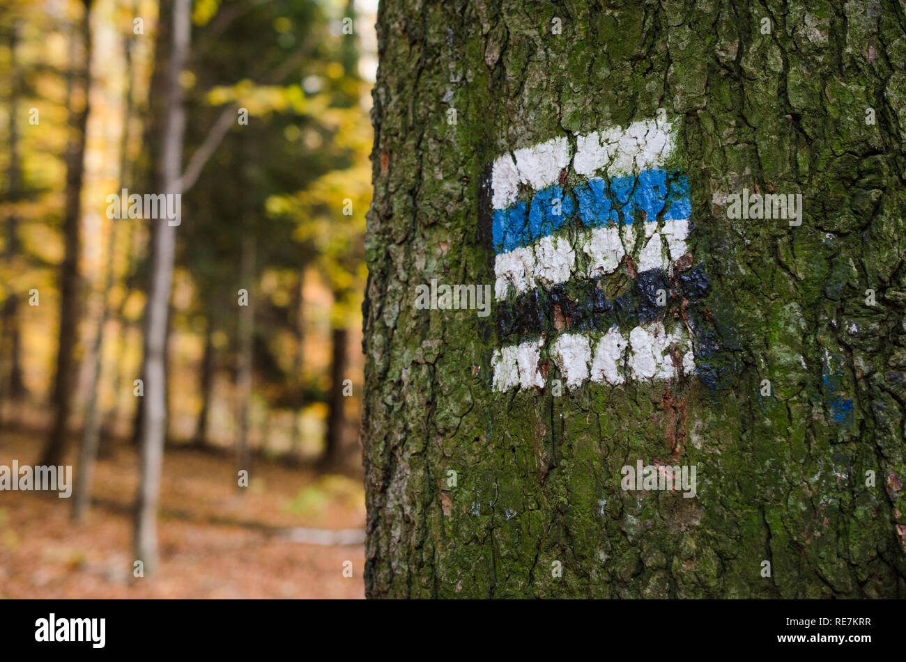 Marking the tourist route painted on the tree. Travel route sign ...