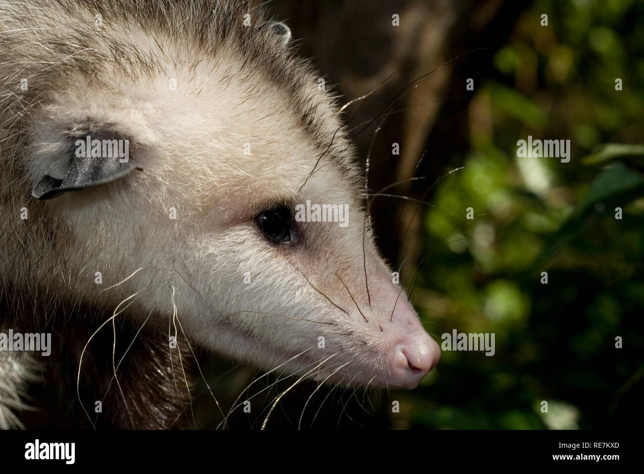 Possum face hi-res stock photography and images - Alamy