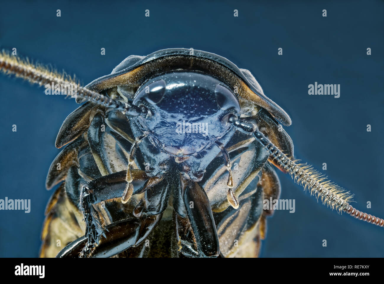 The madagascar cockroach hi-res stock photography and images - Alamy