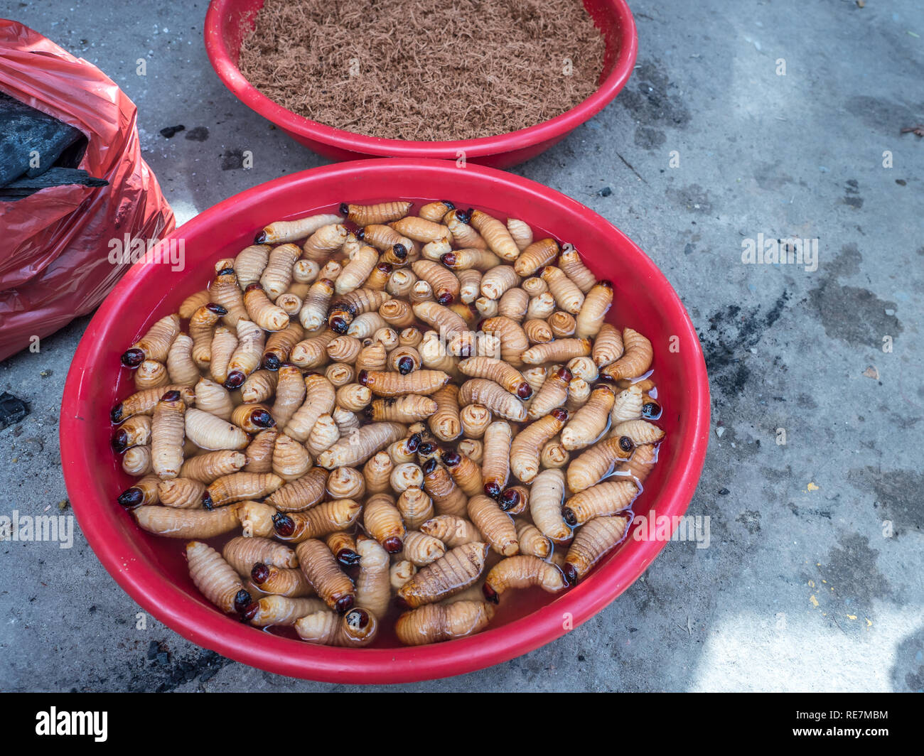 Suri worms (Rhynchophorus palmarum) on a market in Iquitos, Peru Stock ...