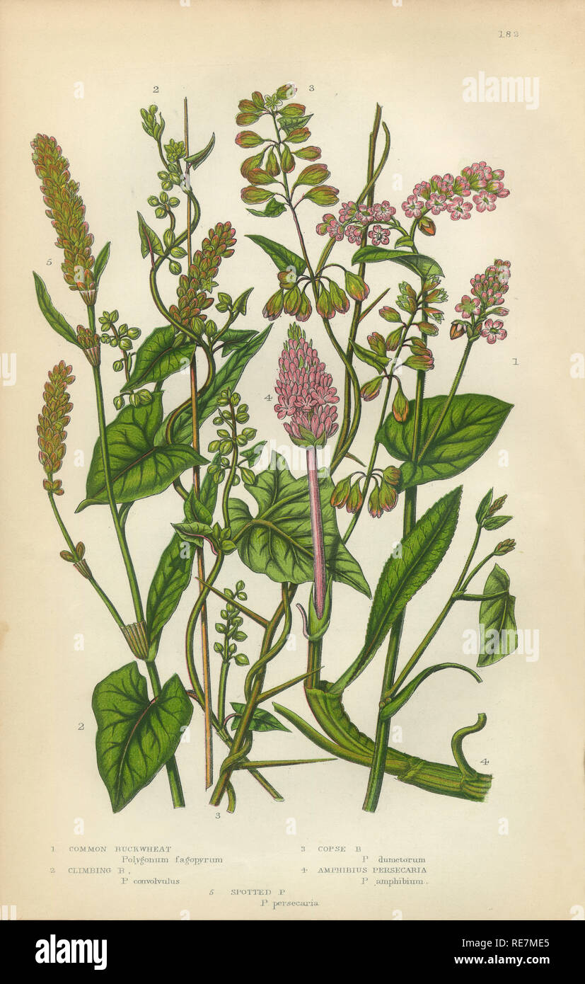 Antique Hand-Colored English Victorian Botanical Illustration, Circa ...