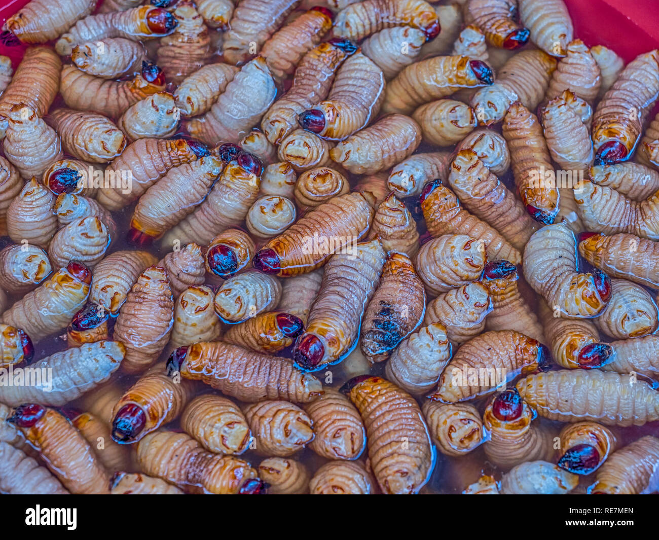 Suri worms (Rhynchophorus palmarum) on a market in Iquitos, Peru Stock ...