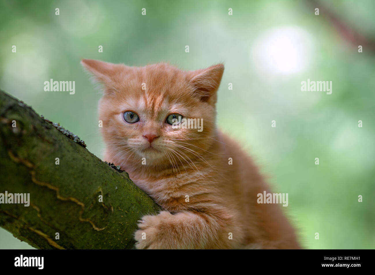 Kitten sneaking on tree hi-res stock photography and images - Alamy