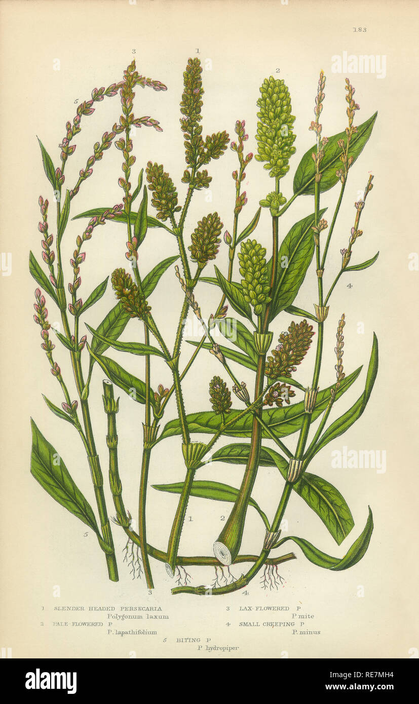 Antique Hand-Colored English Victorian Botanical Illustration, Circa ...