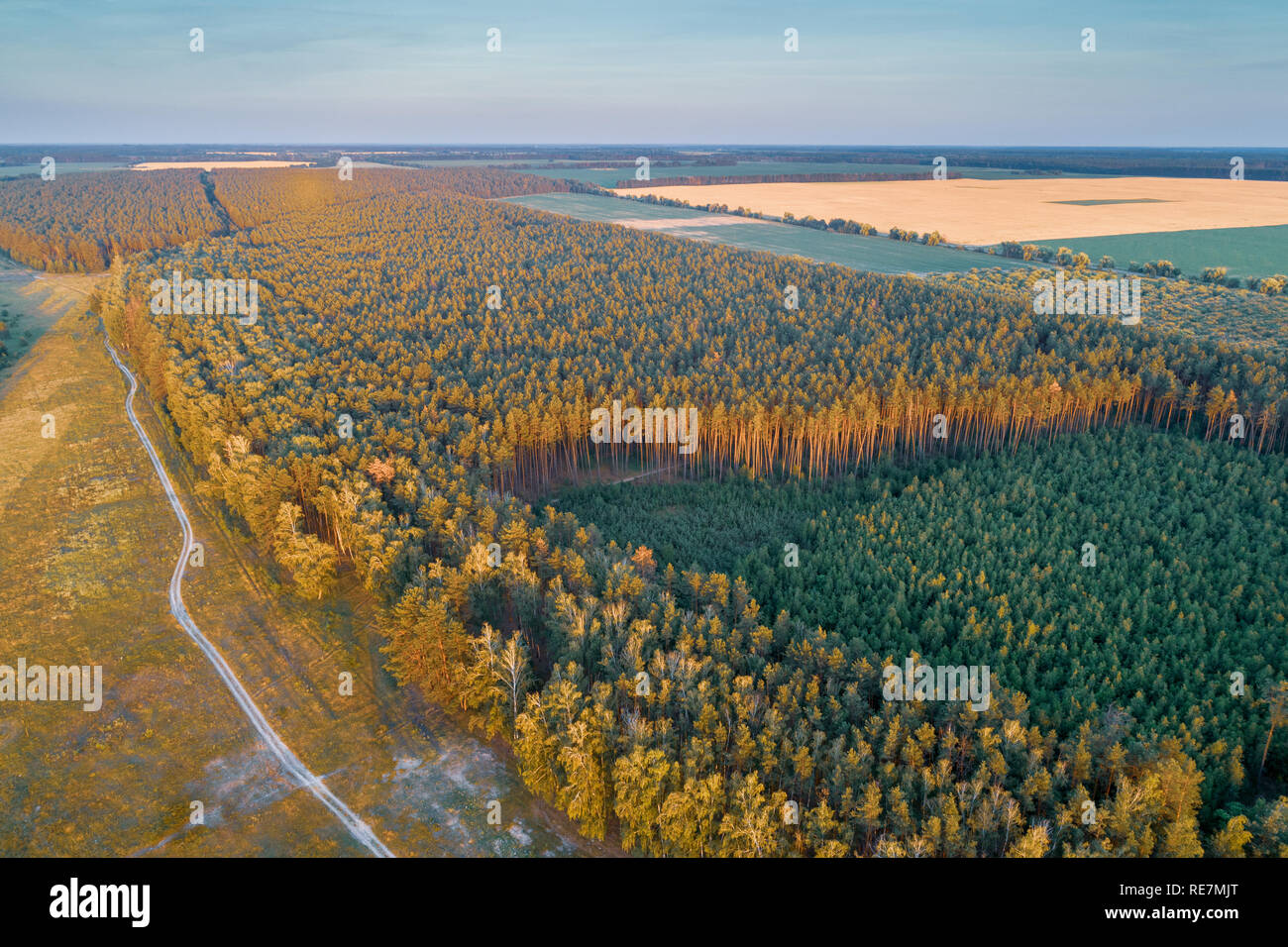 Aerial view to pine forest hi-res stock photography and images - Alamy