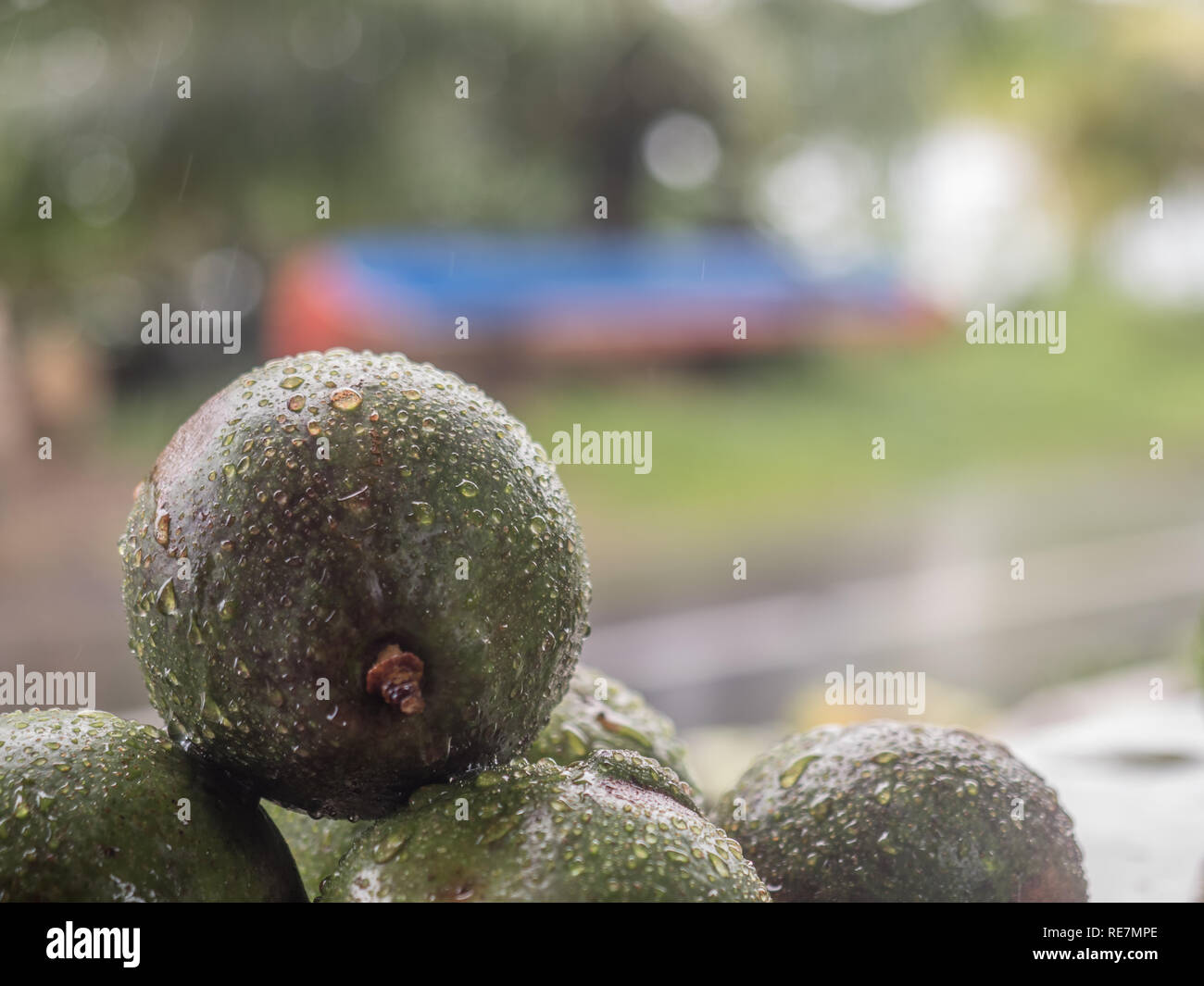 Pear shaped fruit hi-res stock photography and images - Alamy