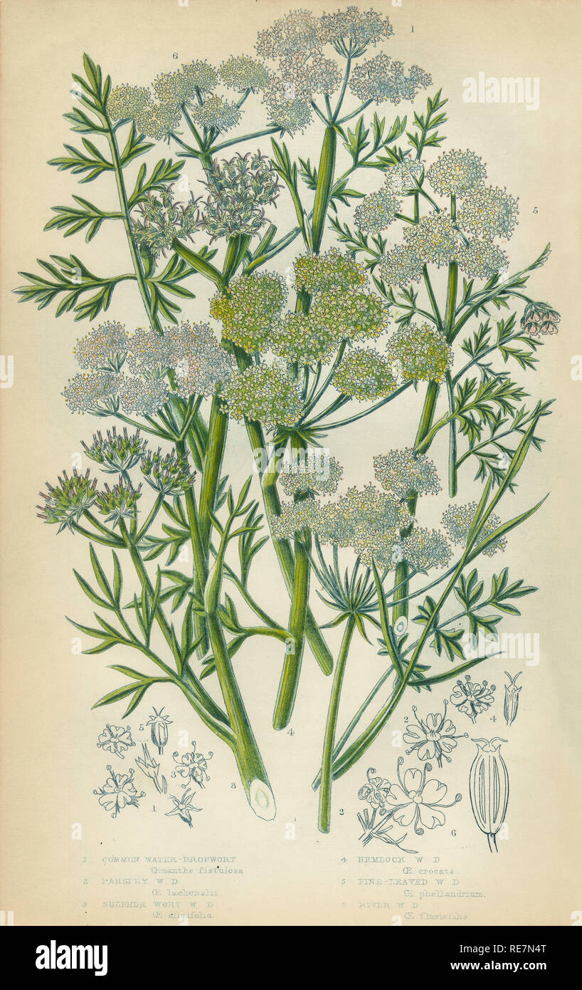 Antique Hand-Colored English Victorian Botanical Illustration, Circa ...