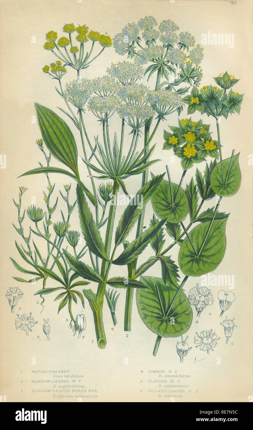 Antique Hand-Colored English Victorian Botanical Illustration, Circa ...