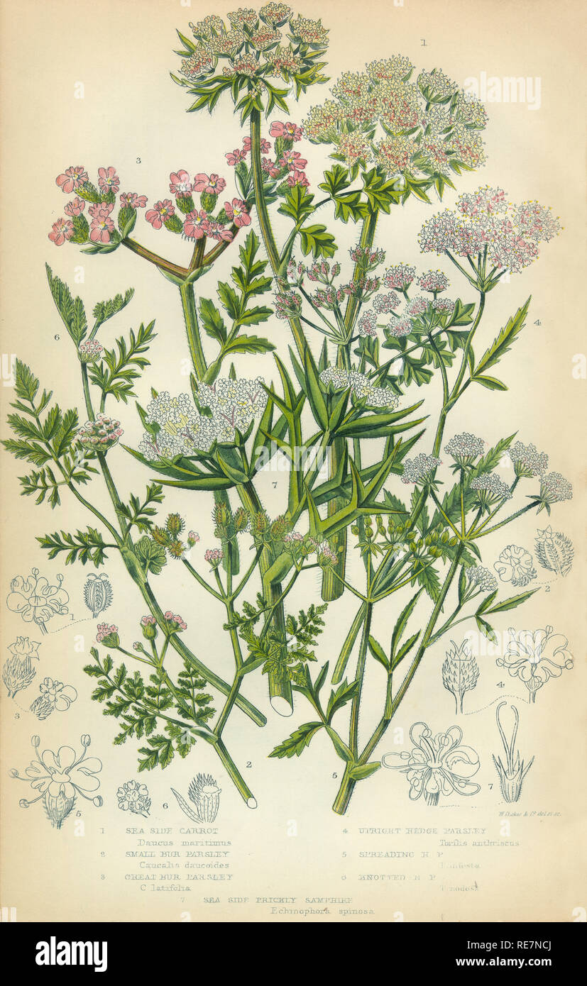 Antique Hand-Colored English Victorian Botanical Illustration, Circa ...
