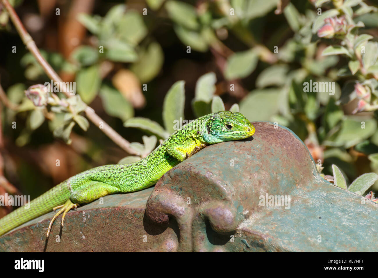 Green lizard taking the sun on a fountain made in cast iron Stock Photo ...