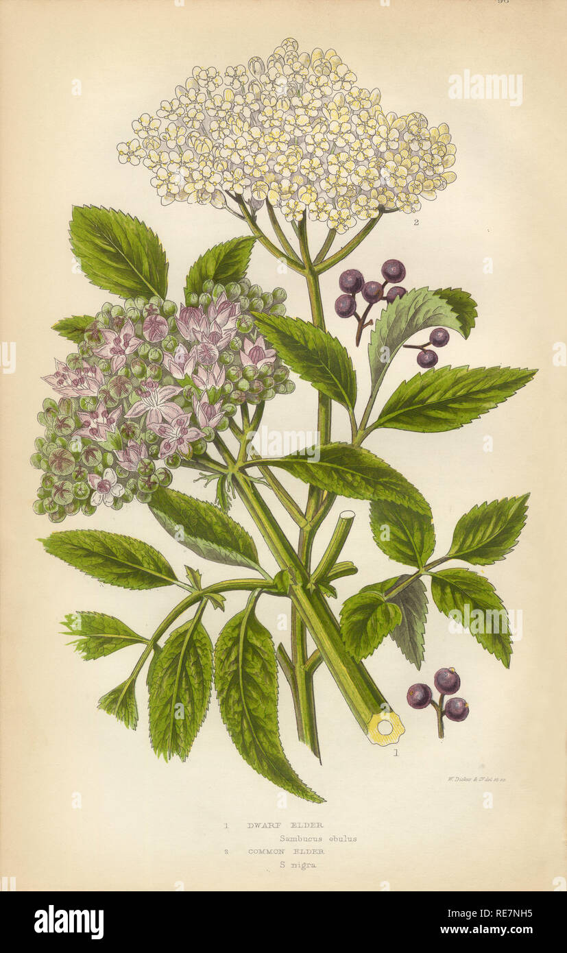 Antique Hand-Colored English Victorian Botanical Illustration, Circa ...