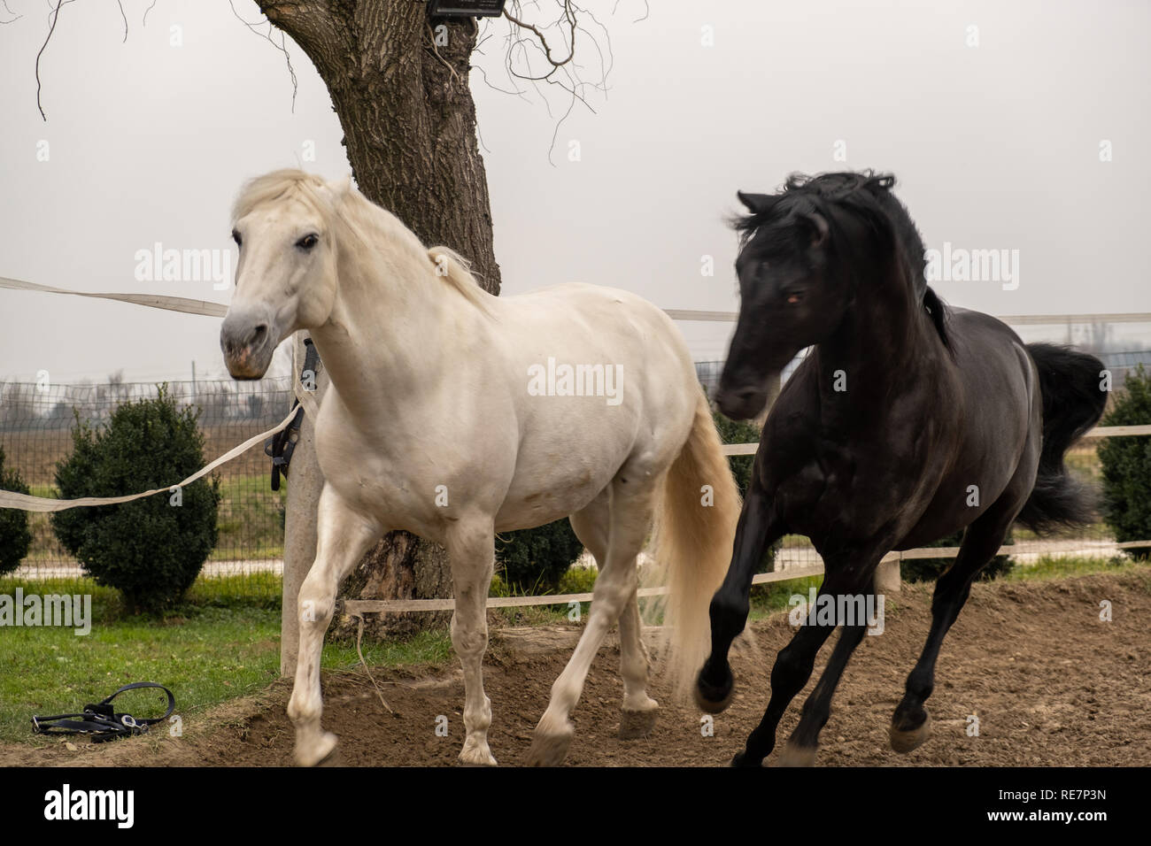 Two horses, one white and one black, playing, eating and having fun ...