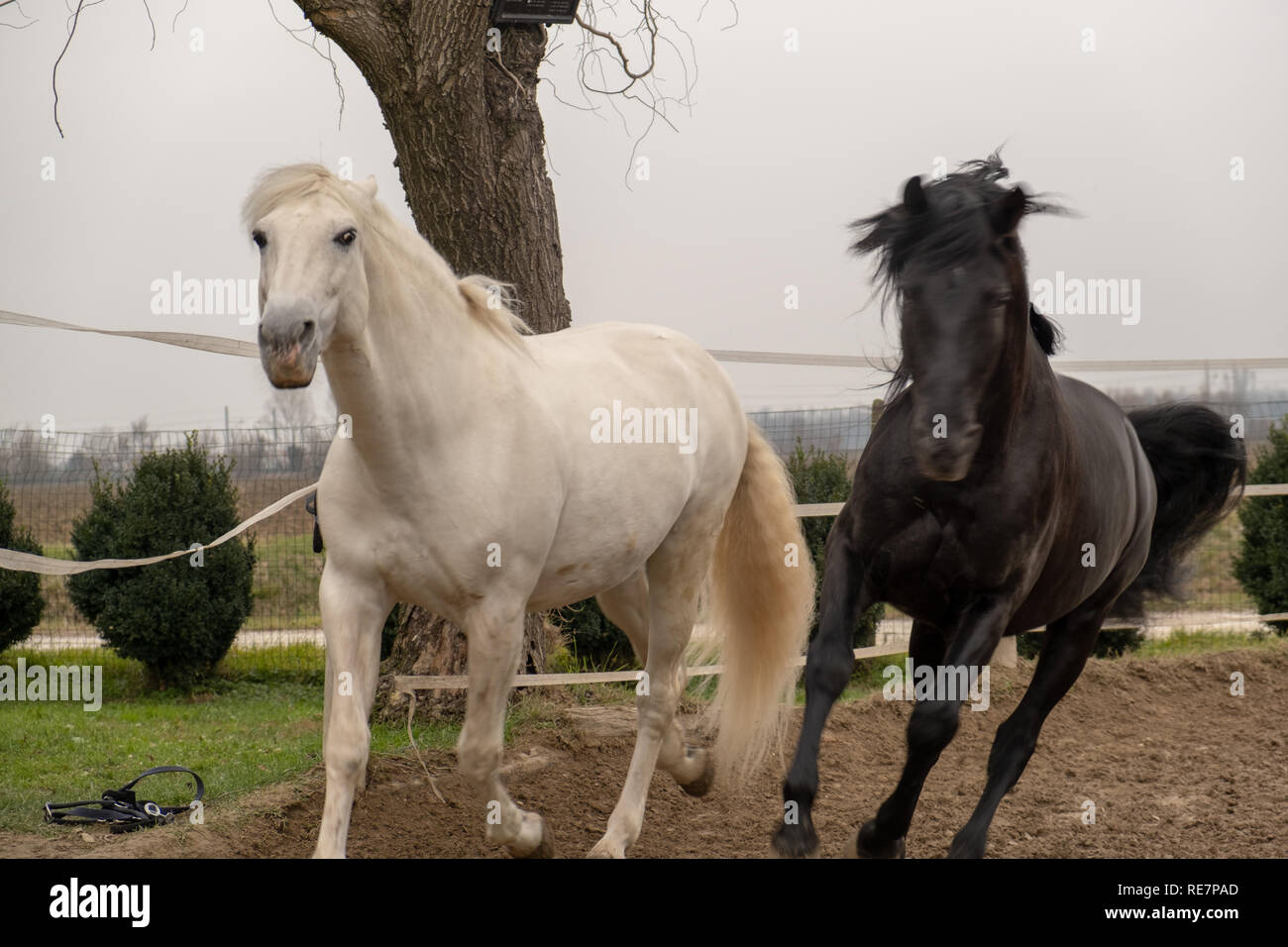Two horses, one white and one black, playing, eating and having fun ...