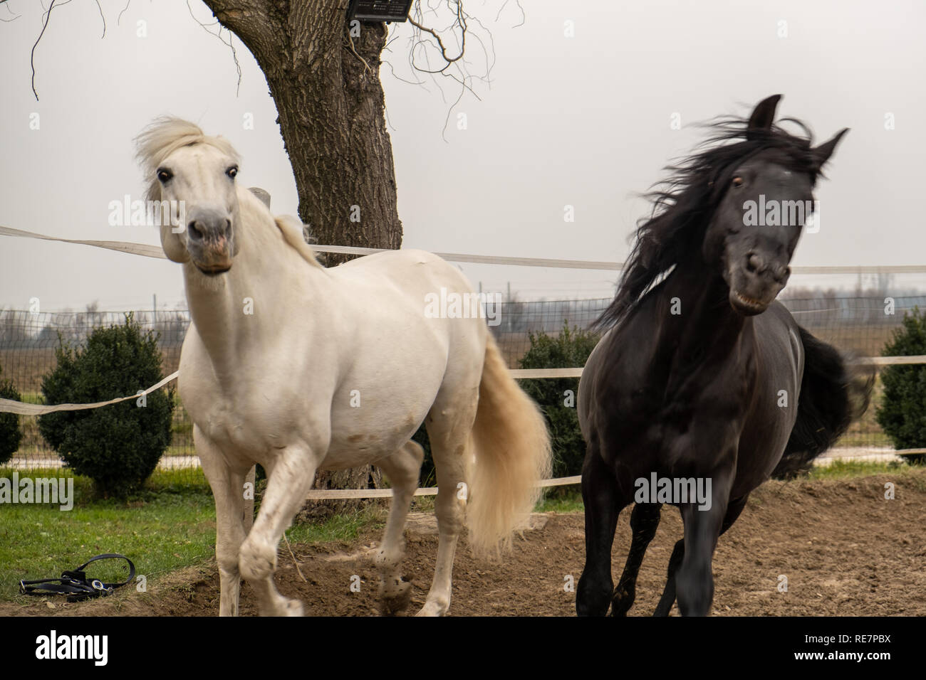 Two horses, one white and one black, playing, eating and having fun ...