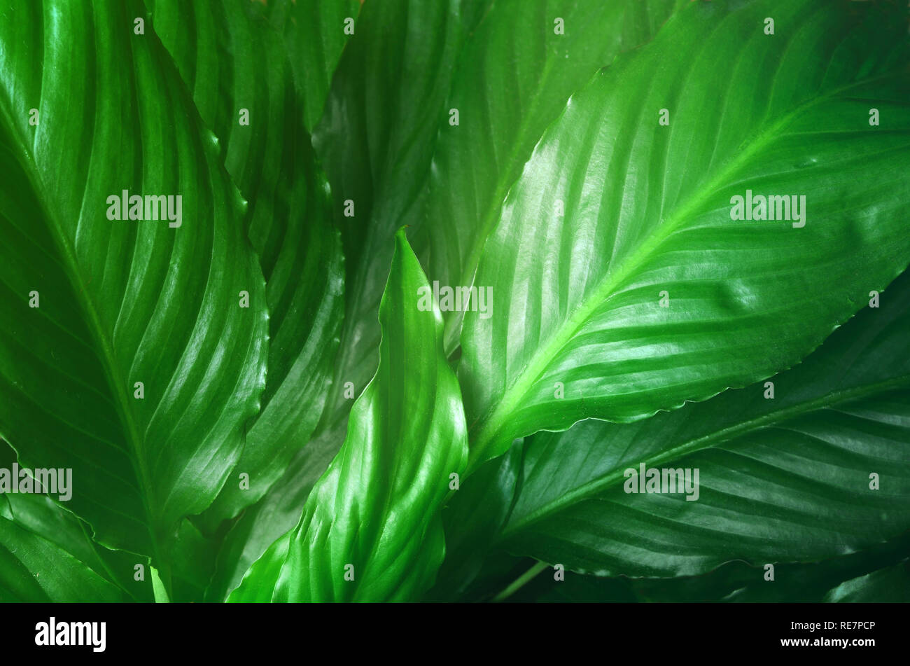 Green Leaves background,Creative layout made of green leaves. Flat lay ...