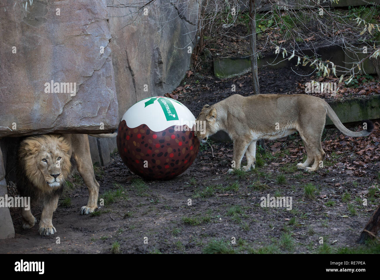 Counting down to Christmas, keepers created a giant advent calendar for ...