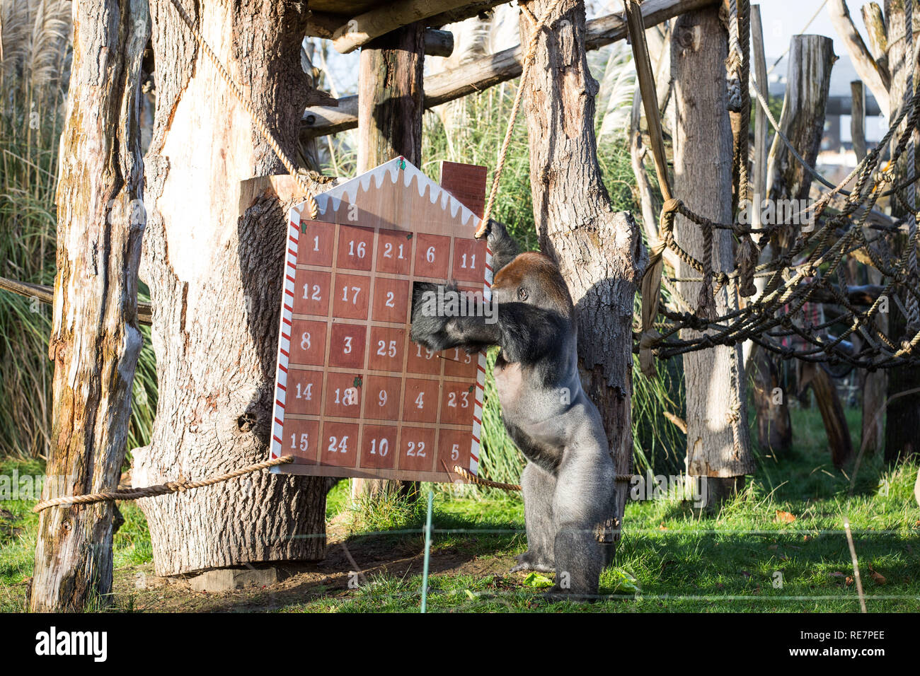Counting down to Christmas, keepers created a giant advent calendar for ...