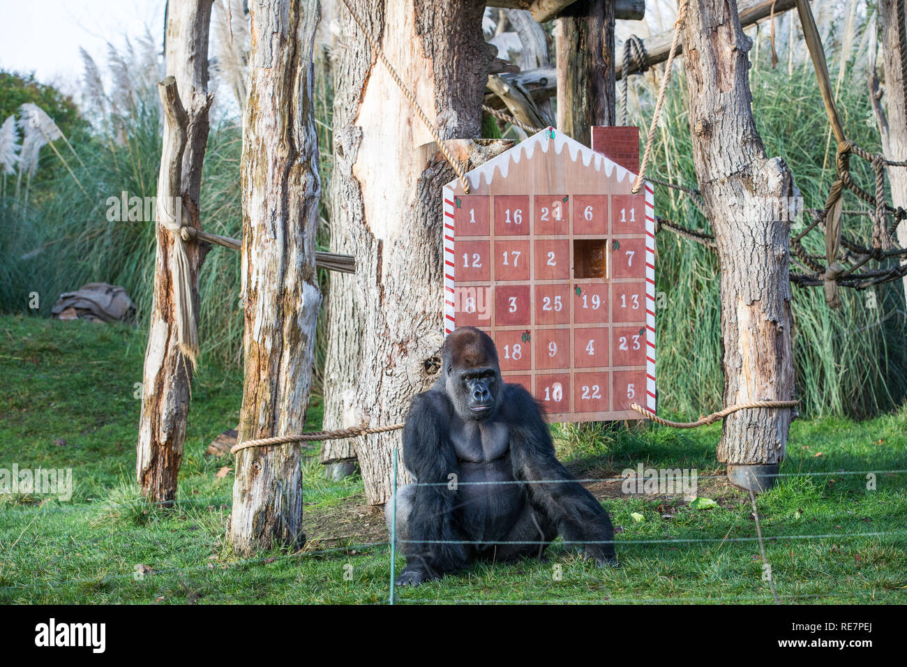 Super giant animals hi-res stock photography and images - Alamy