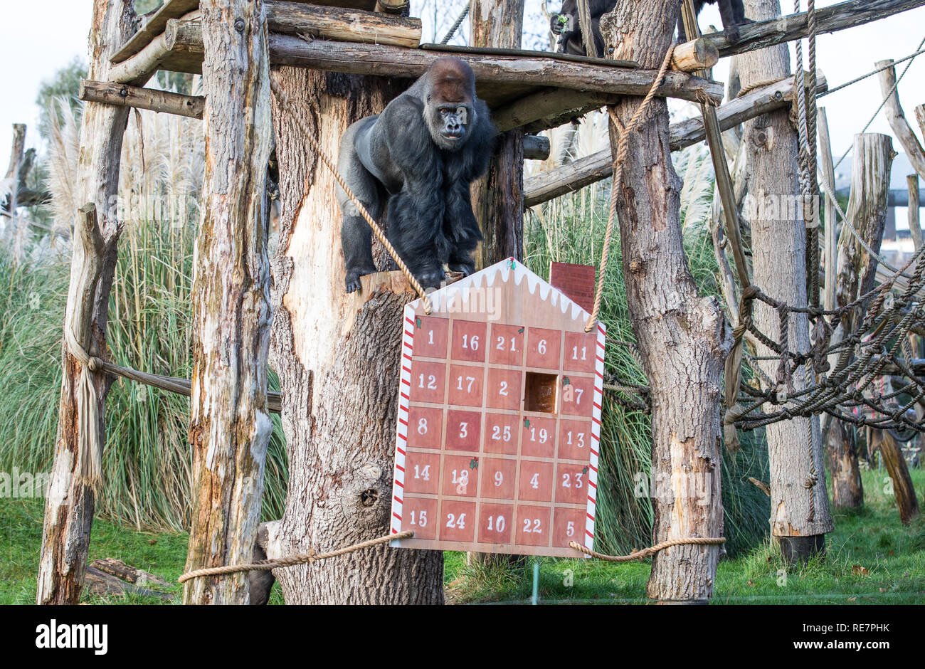 Counting down to Christmas, keepers created a giant advent calendar for ...