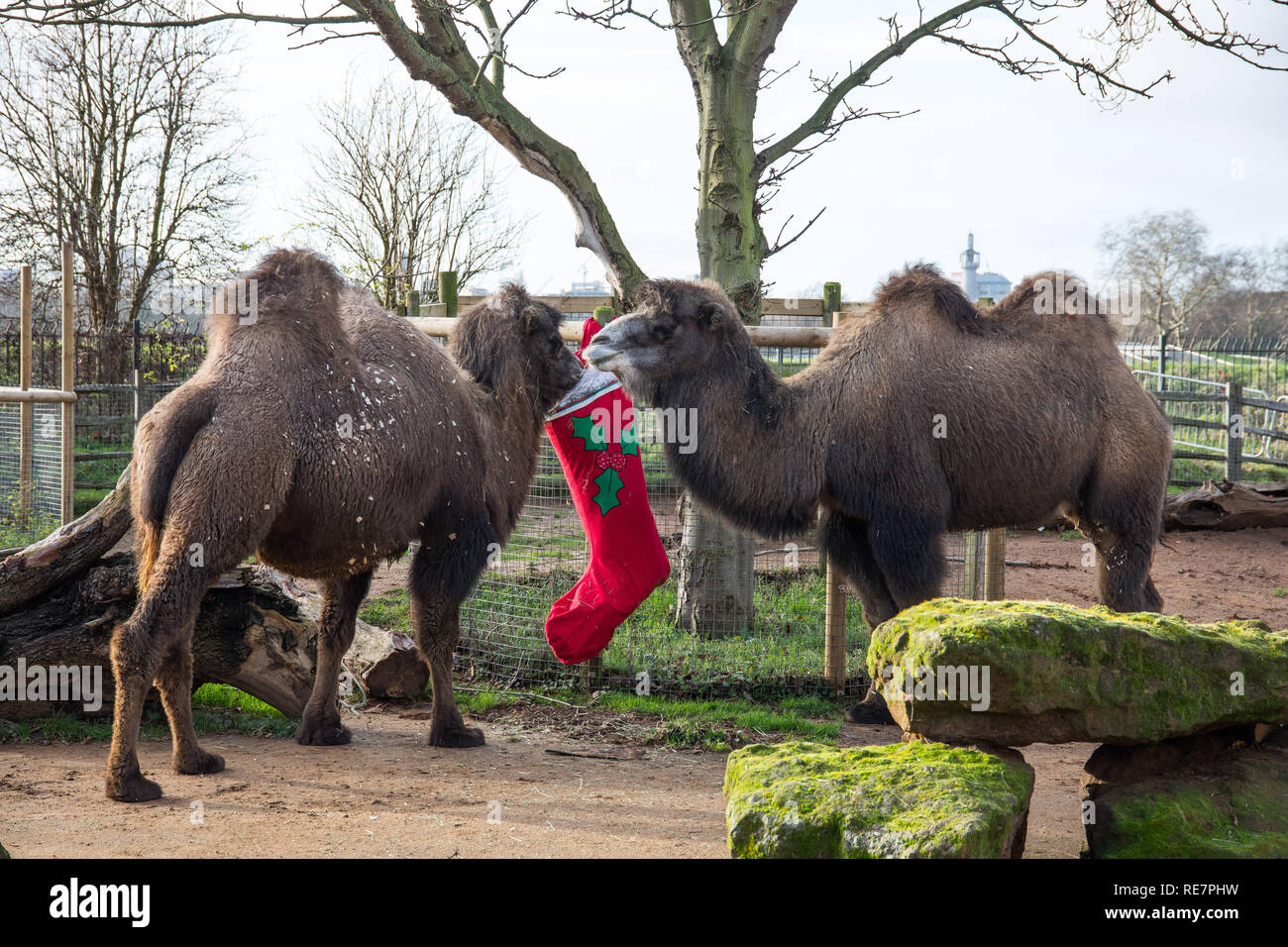 Super giant animals hi-res stock photography and images - Alamy