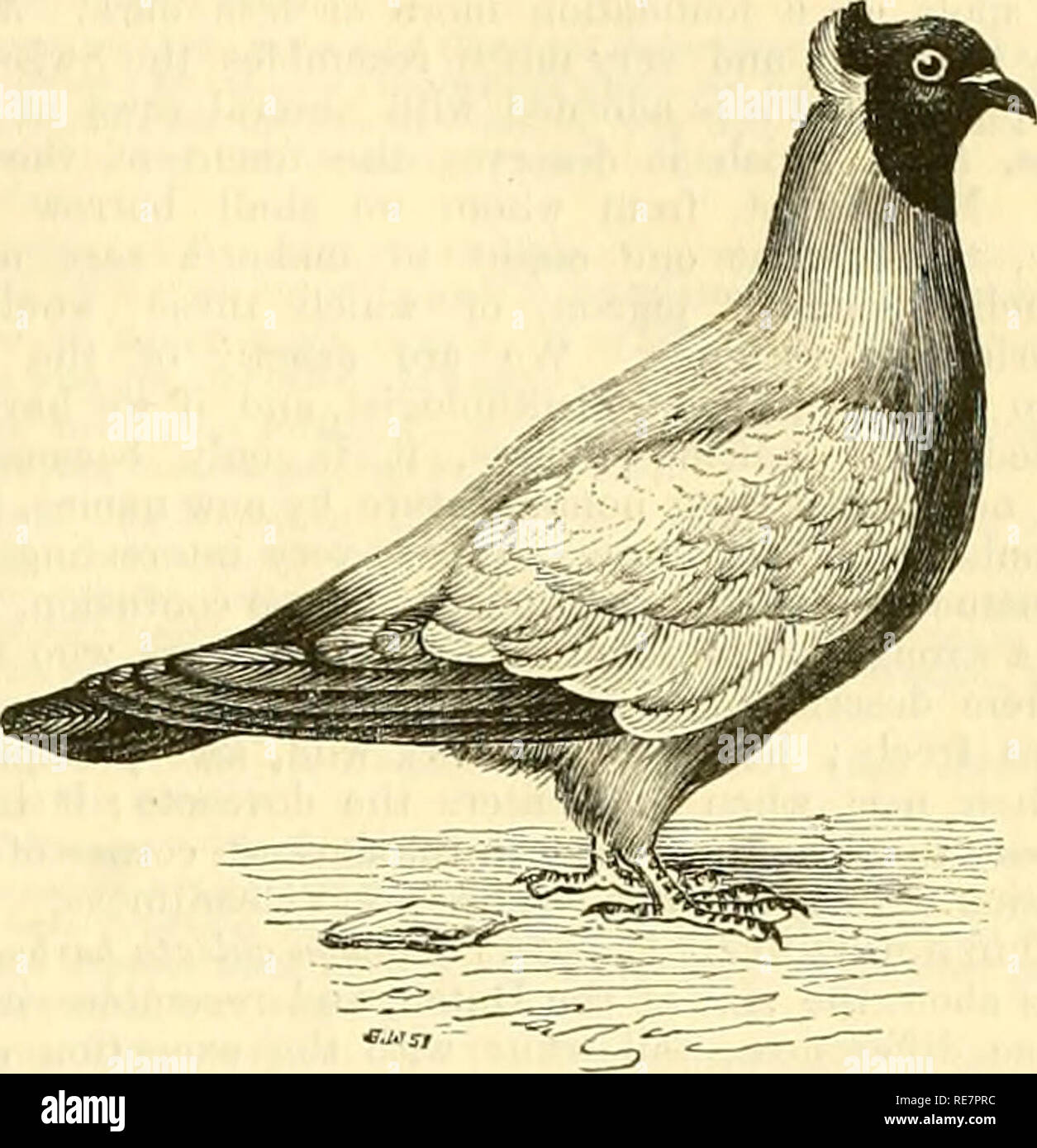 . The Cottage gardener. Gardening; Gardening. pretty pigeon partalies ...