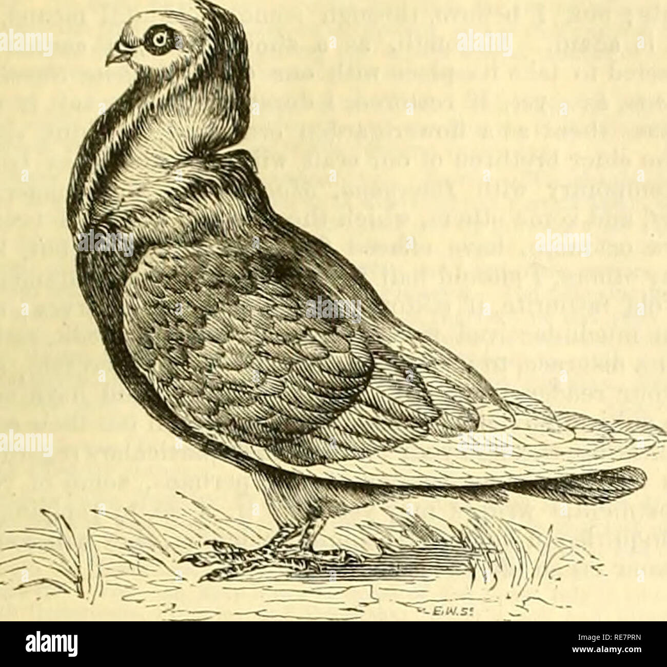 Jacobin pigeon hi-res stock photography and images - Alamy