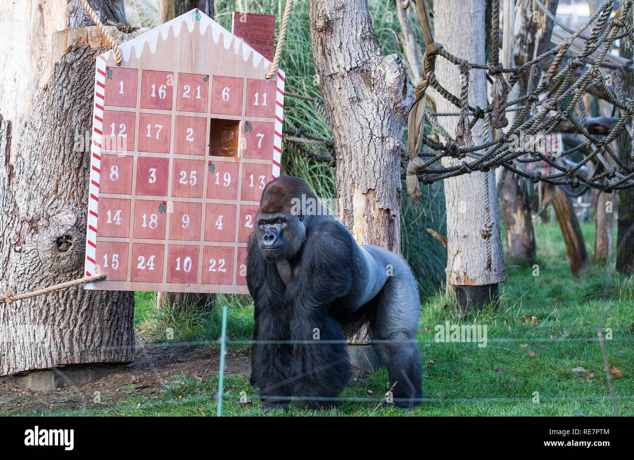 Counting down to Christmas, keepers created a giant advent calendar for ...