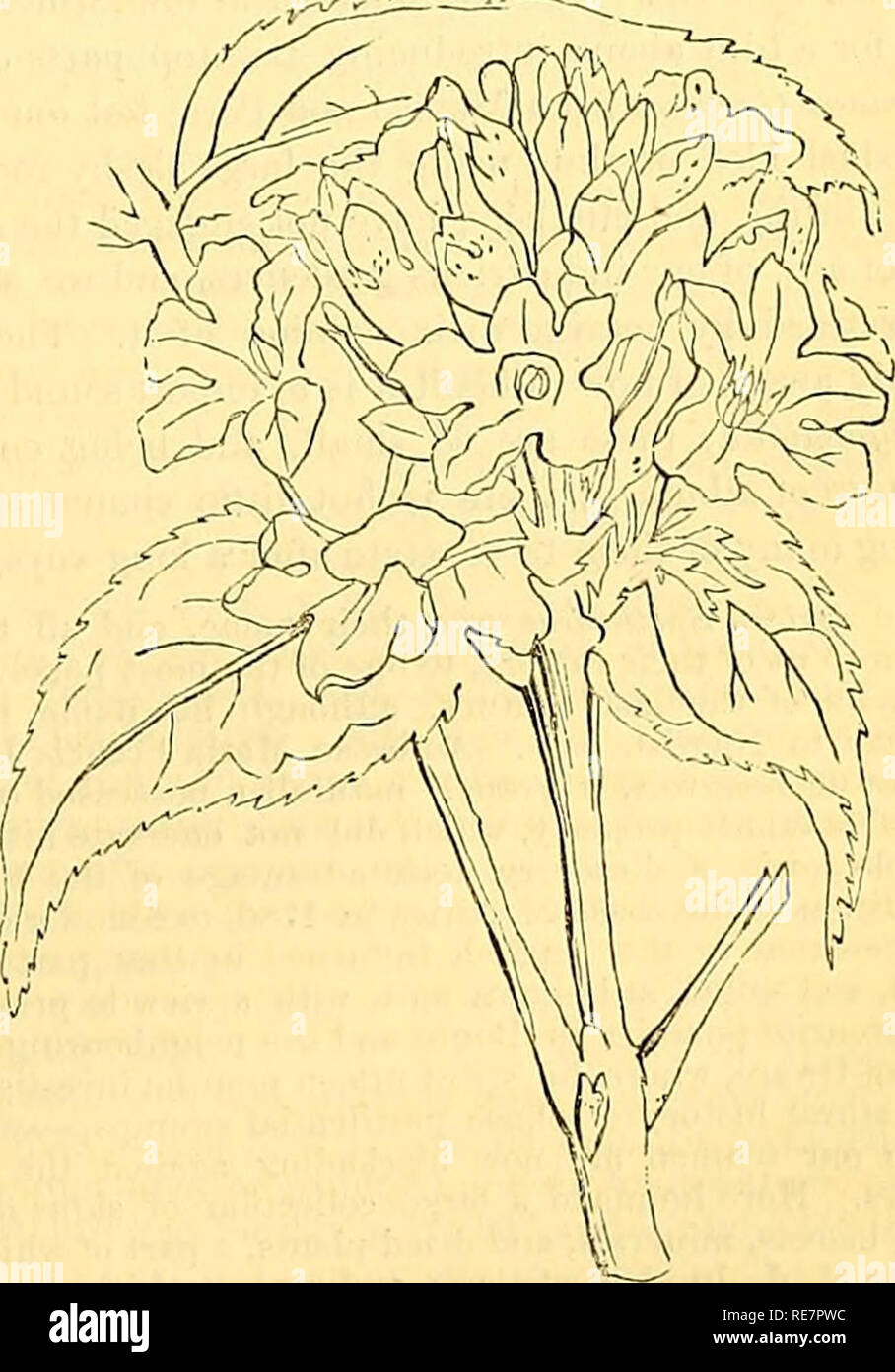 . The Cottage gardener. Gardening; Gardening. Large Flower-headed ...