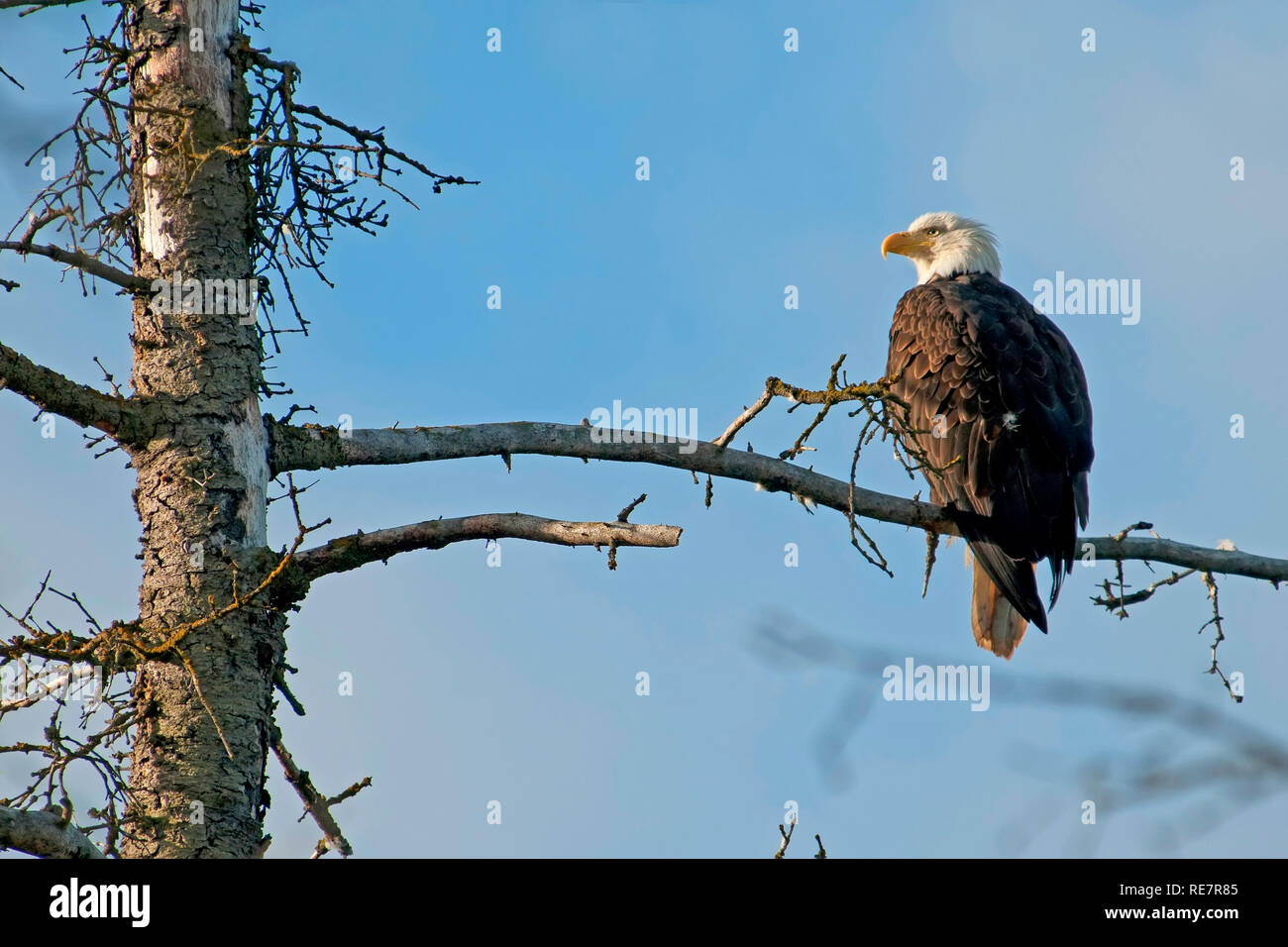 American Bald Eagle perch on branch Stock Photo - Alamy