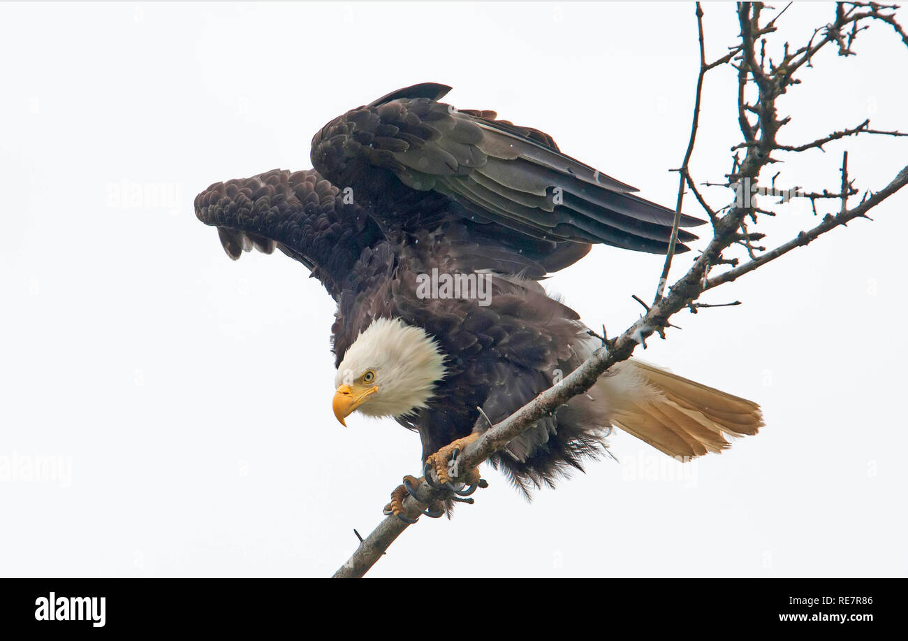 American Bald Eagle take off from a tree Stock Photo - Alamy