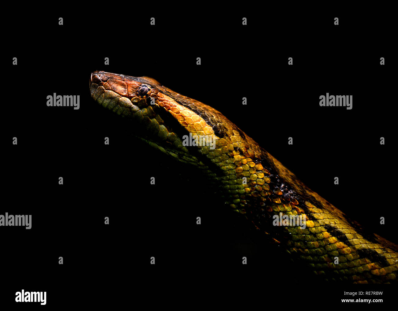 Green anaconda hi-res stock photography and images - Alamy