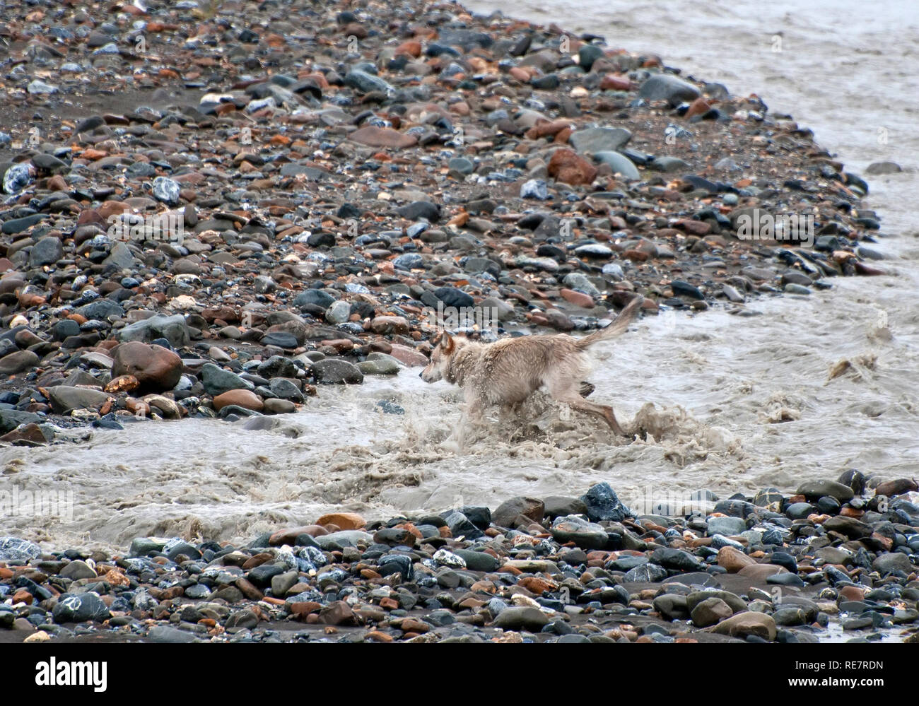 Wolf crossing road alaska hi-res stock photography and images - Alamy