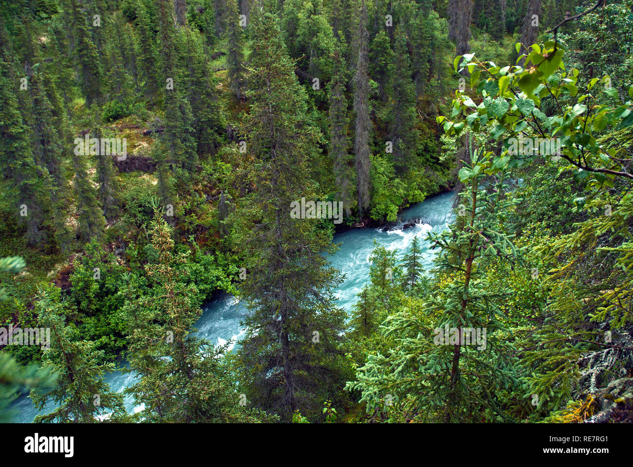 River in a forest, Kenai peninsula, Alaska Stock Photo - Alamy