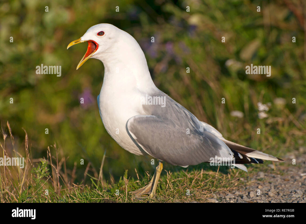 Mew Gull calls Stock Photo - Alamy