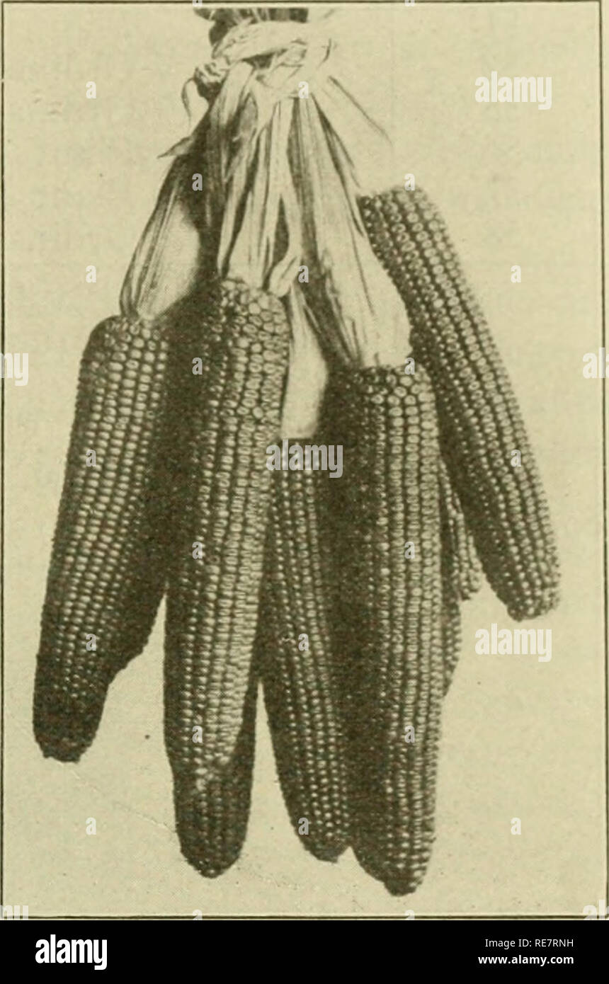 Selective Breeding Corn