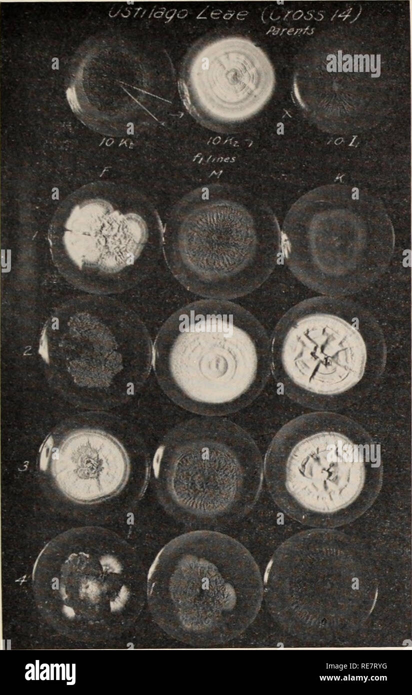 Corn Smut Microscope