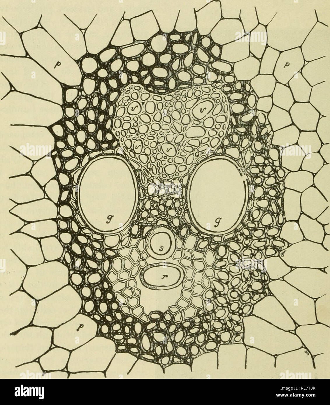 Corn stem cross section hi-res stock photography and images - Alamy